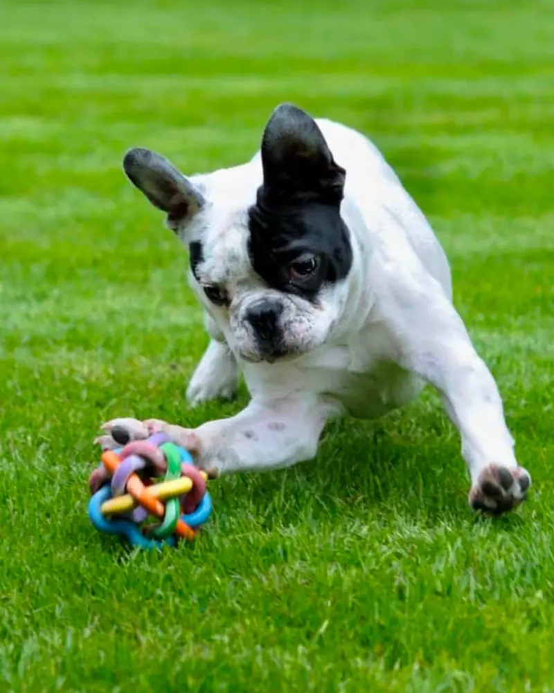 Artificial Turf | Amelia Outdoors